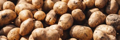 Производство картофеля и зерновых культур в Брянской области КФХ «Довгалев