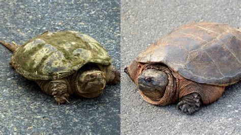 How To Determine Snapping Turtle Gender The Turtle Hub