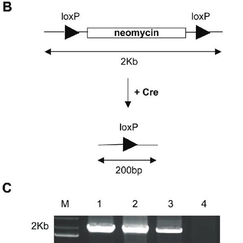 Pdf Transgenic Mice For A Tamoxifen Induced Conditional Expression Of The Cre Recombinase In