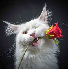 Cat Holding Rose