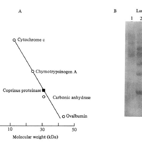A Determination Of The Molecular Weight Of Coprinus Cinereus