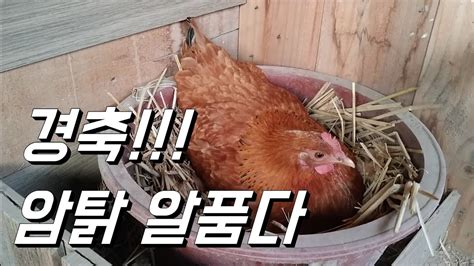 경축 암탉이 알을 품었어요 🐔🐣🐥🐤🐥🐣🐥🐤 Youtube