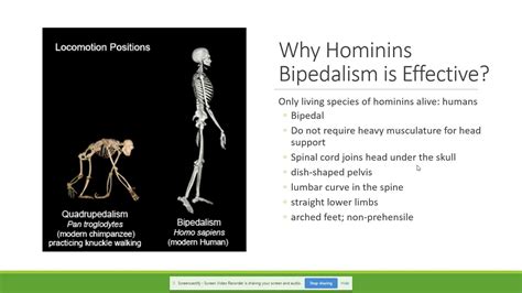 Bipedalism Youtube