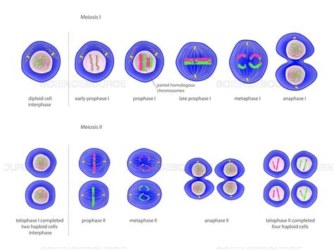 تقسیم سلولی چیست؟ You Can