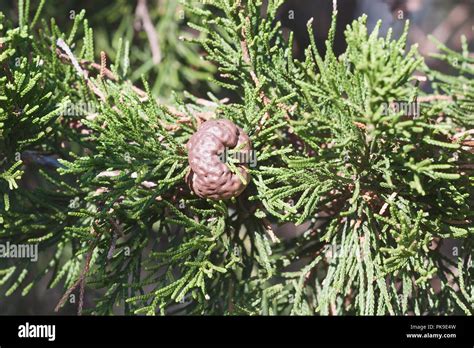 Juniper Apple Rust Fungus Gymnosporangium Juniperi Virginianae