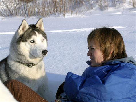 Сибирские Хаски | Siberian Husky : Всё о собаках породы Сибирский Хаски ...