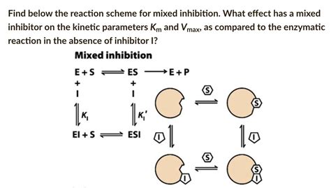 Solved Find Below The Reaction Scheme For Mixed Inhibition What