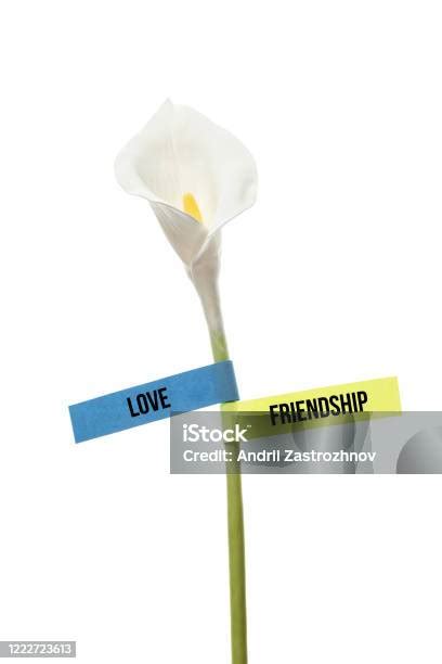 첨부 된 메모 사랑과 우정과 흰색 배경에 고립 칼라 꽃 사랑의 로맨틱 선언 감정의 표현 개념 0명에 대한 스톡 사진 및 기타 이미지 Istock