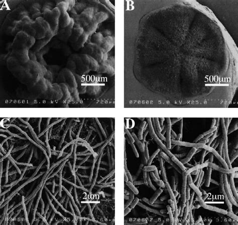 Morphology Of The Pla Degrading Amycolatopsis Sp Strains K104 1 And