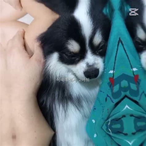 로라가 좋아하는 사진 들 뽀희님템플릿 Youtube