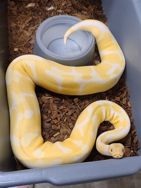 Genetic Banded Albino Ball Python By Open Road Constrictors Morphmarket