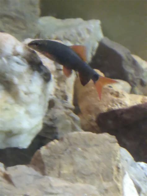 Rainbow Shark And Zebra Loach R Aquarium