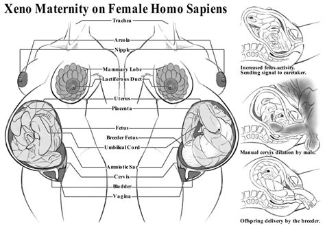 Rule 34 Alien Franchise Alien Pregnancy Anatomy Balls Bellyburster