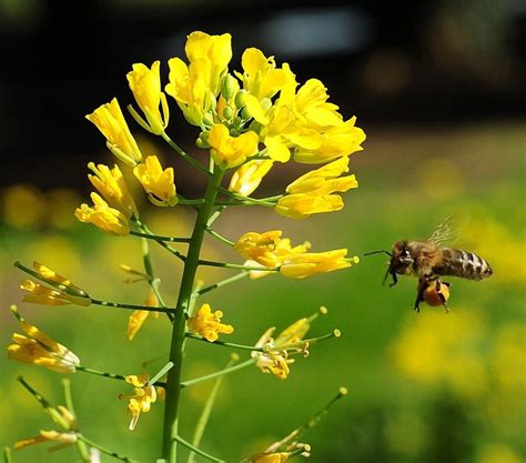Baltās Sinepes Sinapis Alba L Nektāraugi Katalogs Dravatopeu