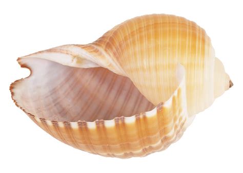 Seashell Png