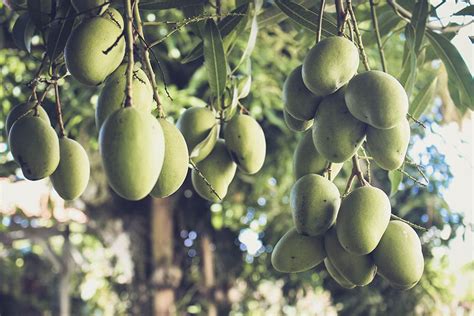 Types Of Mango Trees With Pictures House Grail
