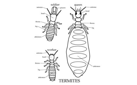 Anatomy Of Termites