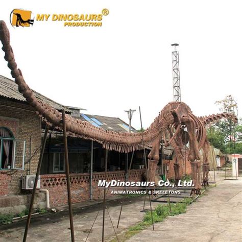 Ds 250 The Largest Dinosaur Argentinosaurus Skeleton For Sale My