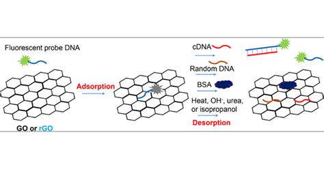 Comparison Of Graphene Oxide And Reduced Graphene Oxide For Dna