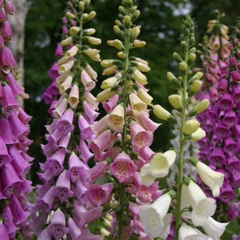 Buy Foxglove Digitalis Purpurea Excelsior Group