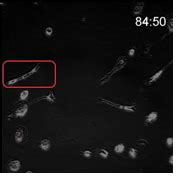 Cell Images A Original Position Of Highlighted Cell B Final Download Scientific Diagram