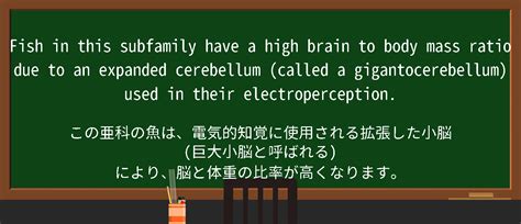 【英単語】mass Ratioを徹底解説！意味、使い方、例文、読み方 おもしろい英文法