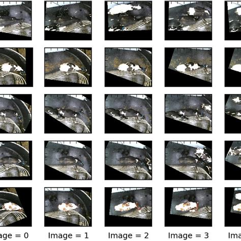 Species Detection And Localisation Examples Of Species Detection And Download Scientific