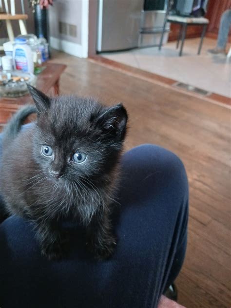 40 Domestic Shorthaired Cat Kittens Cats For Sale In Randallstown
