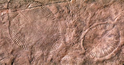 Learning Geology Biozone And Zone Fossil In Biostratigraphy