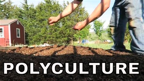 Polyculture Garden Bed Start Harvest In 15 Days Pt1 Youtube
