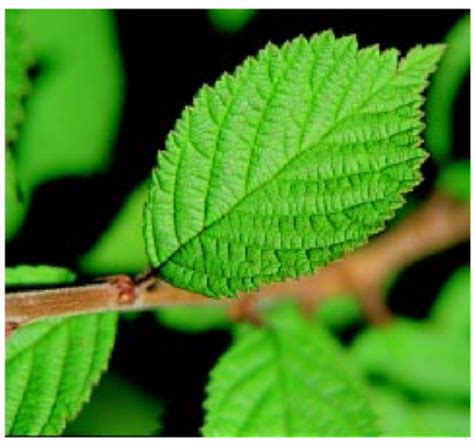 Tree ID Review Flashcards 2022 Flashcards Quizlet