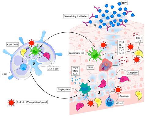 Frontiers Hpv And The Risk Of Hiv Acquisition In Women