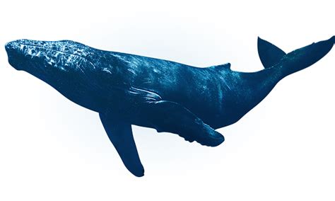 Tekstack Translucent