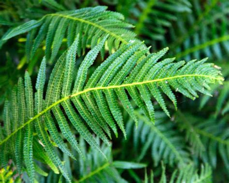 Doodia Aspera Gardensonline