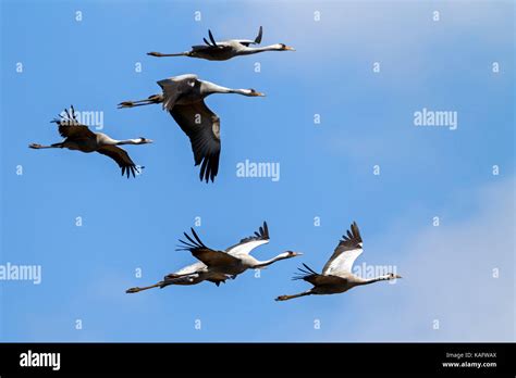 Common Crane Eurasian Crane Grus Grus Five Adults Migration To The
