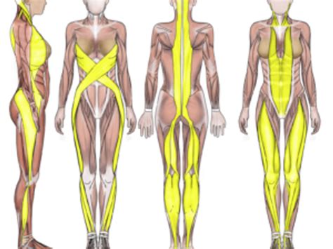 What Is Fascia And Why Do I Need To Stretch Mine
