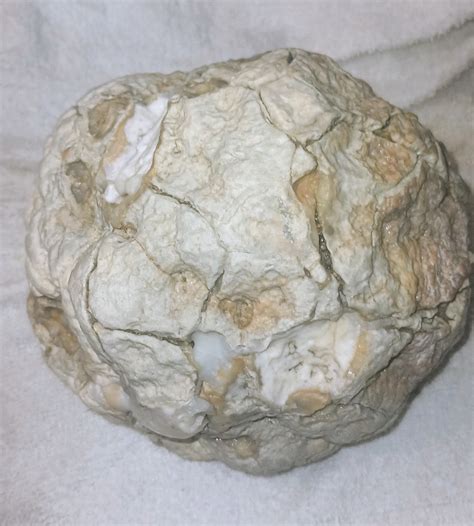 Need Help Identifying Fossil ID The Fossil Forum