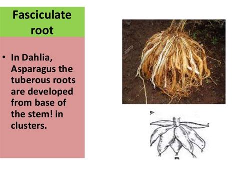 Root And Its Modifications