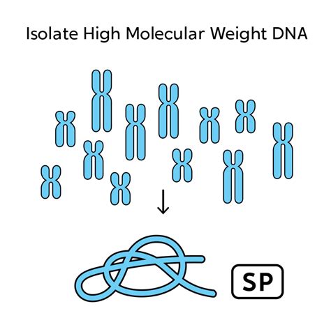 How Optical Genome Mapping Ogm Works Bionano