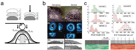 Colloidal Probe AFM A Schematics Of The Triple Layer Structure Before Download Scientific