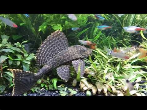 #Аквариумы 15 м. без #подмен и #Байкал М1. Теория и практика применения ...