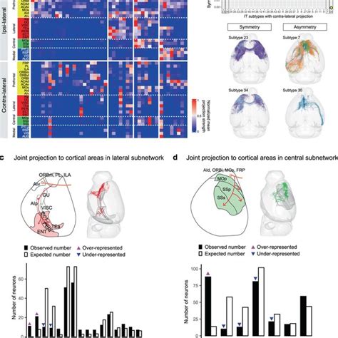 Single Neuron Projectome Of Mouse Prefrontal Cortex Request Pdf