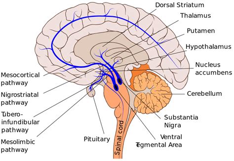 Corpus Striatum Functions Location Structure Disease And Summary