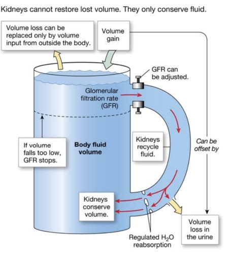 Human Physiology Module 15 Principles Of Fluid Electrolyte Balance