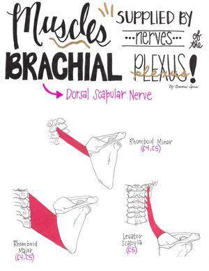 Nerve Drawings The Brachial Plexus And Its Course Through The Upper Extremity Artofit