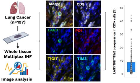 Digital Pathology Services I Immuno Oncology Cro I Quantitative Histopathology