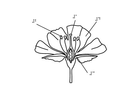 Partes De La Flor Para Dibujar Imagui