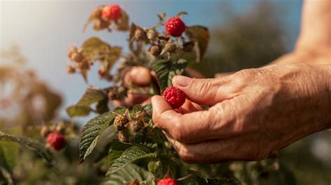 Best Raspberry Picking London Has To Offer 2025