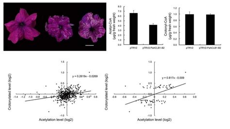 Physiologia Plantarum On Linkedin 🧩protein Acetylation And Crotonylation Are Important