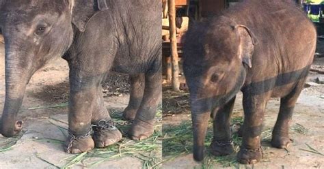 Baby Elephant Chained And Forced To Beg For Money From Tourists